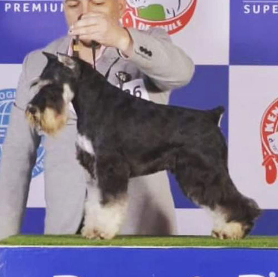 Miniature Schnauzers | Breeder Of Miniature Schnauzers, Staffordshire ...